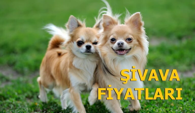 Şivava Köpek Fiyatları 2022